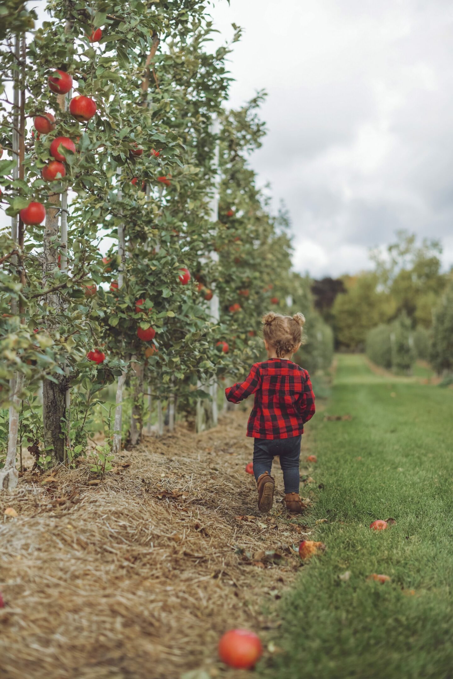 From Busy Bees to Apple Trees: A Sweet Adventure in Hamilton and Halton ...