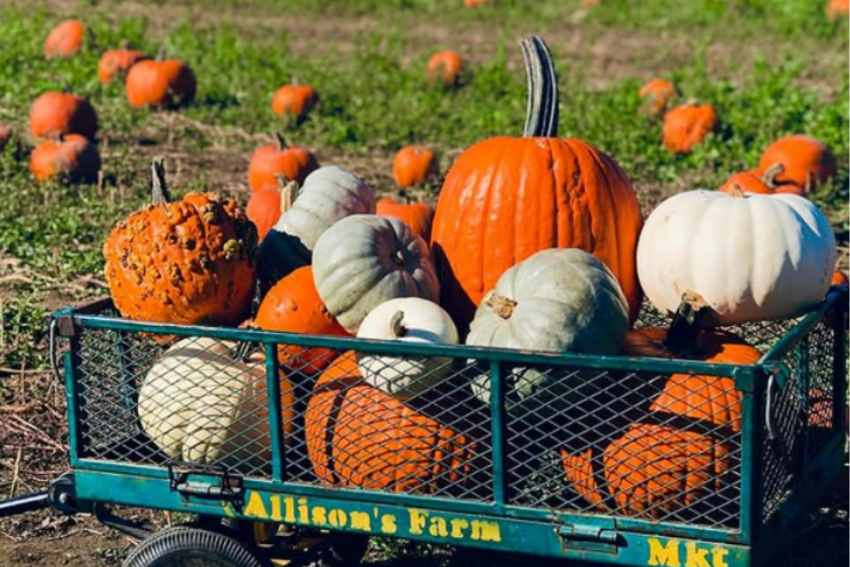 Allison's Farm Market - Hamilton Halton Brant